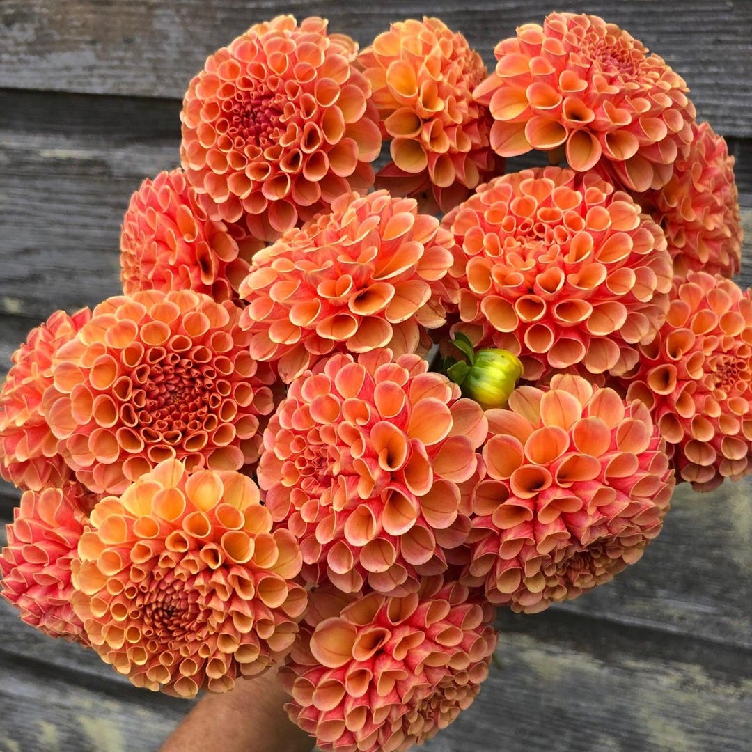 40+ Rare Seeds | Amber Queen Dahlia Seeds – Golden-yellow Blooms – Rare ...