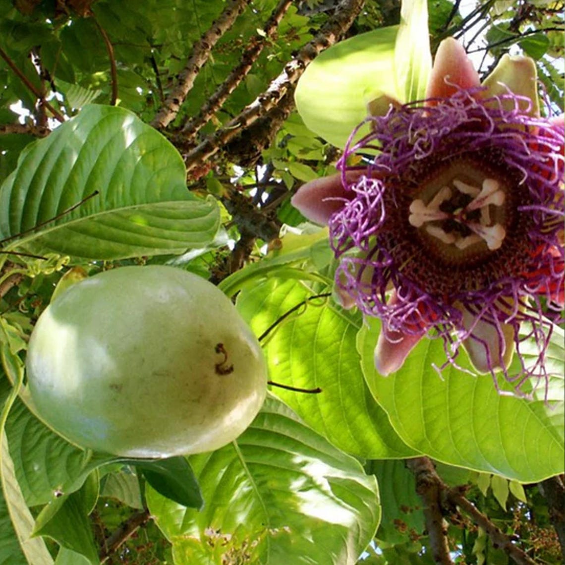 10 Giant Granadilla Seeds | Special Tropical Passionfruit Vine With ...