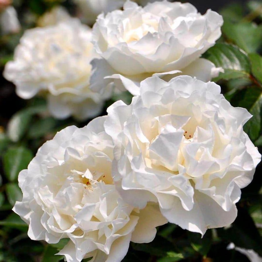 30+ Sur La Neige Rose Seeds, Pure White Fragrant Rose, Elegant ...