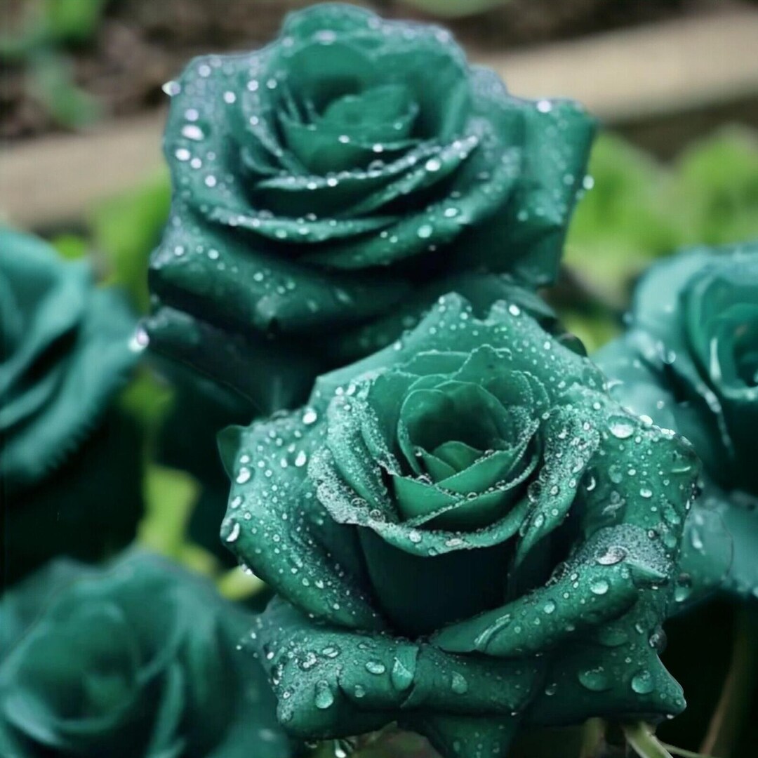 20 Seeds | Rare Scottish Green Rose Seeds – Unique Green Blooms ...