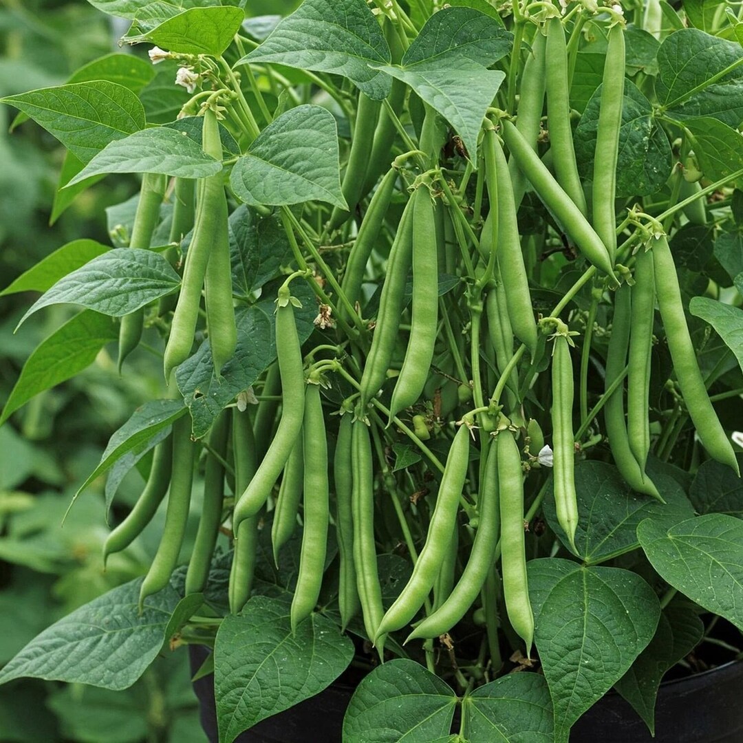 40 Seeds – Blue Lake Bush Green Bean – Heirloom Variety – Crisp Tender ...