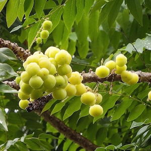 5 Seeds | Phyllanthus Acidus Thai Star Gooseberry Seeds, Exotic ...