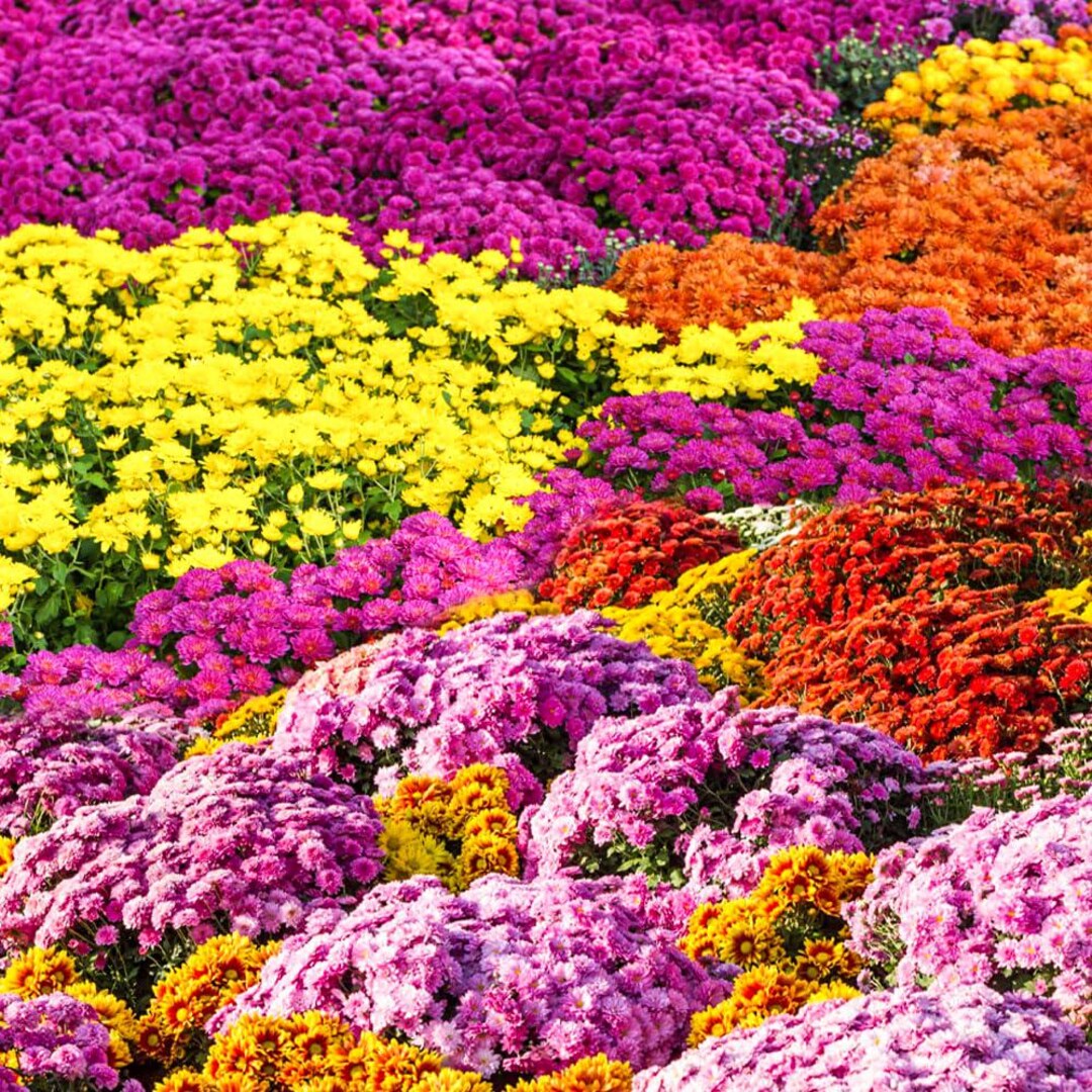 200 Multi-color Ground Cover Chrysanthemum Seeds, Hardy Perennial Mums ...