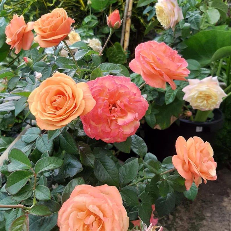 30 Seeds| Anna's Promise Grandiflora Rose Seeds, Copper-pink Fragrant ...
