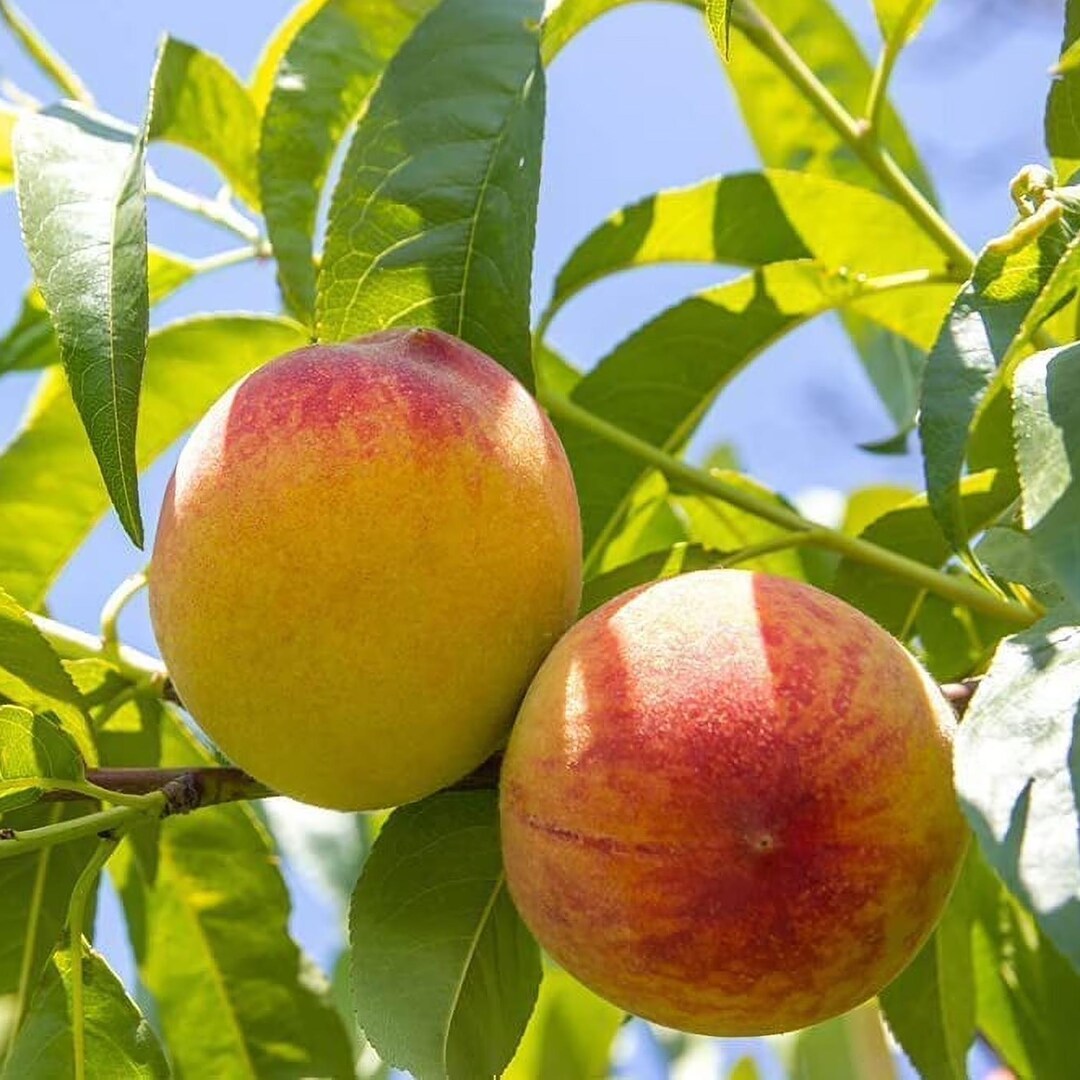 12 Seeds | Florida Peach Fruit Tree Seeds, 100% Organic Non-gmo Peach ...