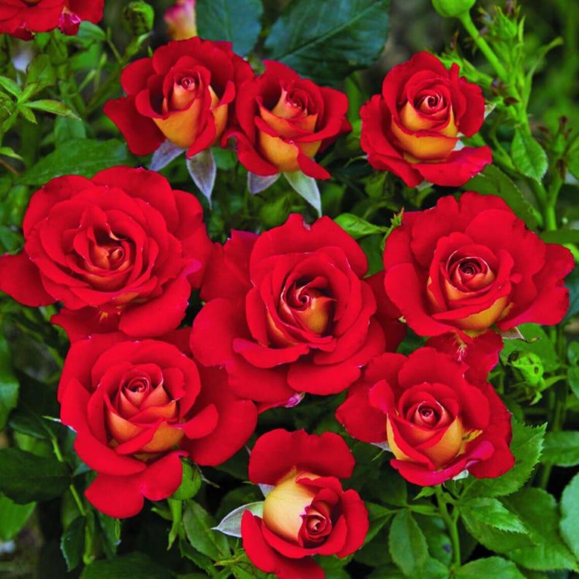 30 Seeds| Ketchup & Mustard Rose Bush Seeds, Red and Yellow Bicolor ...