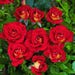 30 Seeds| Ketchup & Mustard Rose Bush Seeds, Red and Yellow Bicolor ...