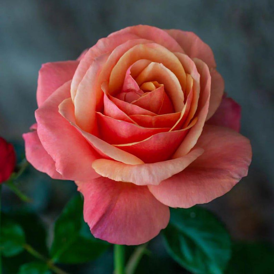 30 Seeds| Anna's Promise Grandiflora Rose Seeds, Copper-pink Fragrant ...