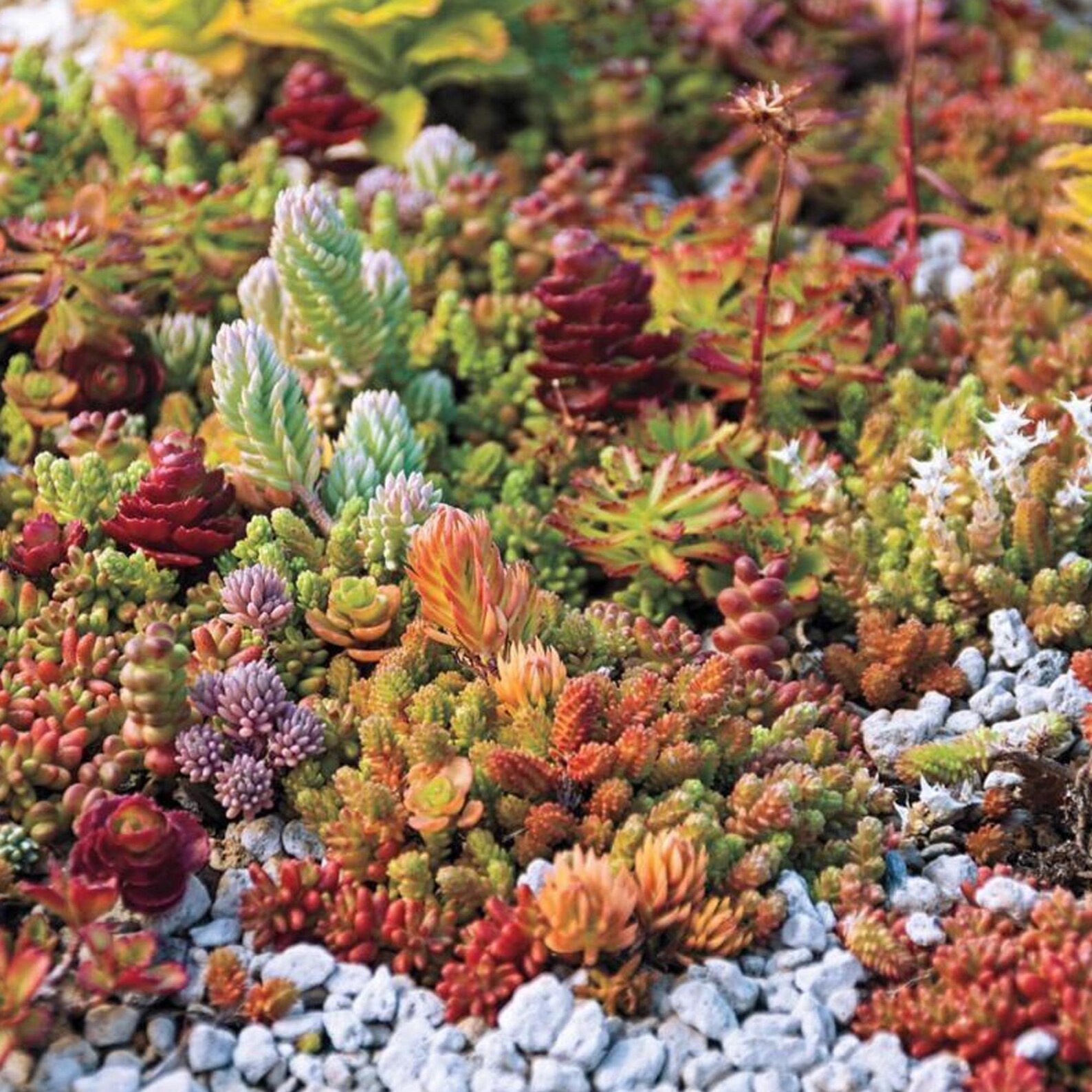100+ Mixed Sedum Seeds | Colorful Stonecrop Succulent Blend, Hardy ...