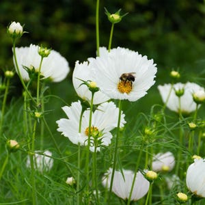 50+ Seeds| Cosmos Cupcake White Flower Seeds, Frilly Petal Blooms ...