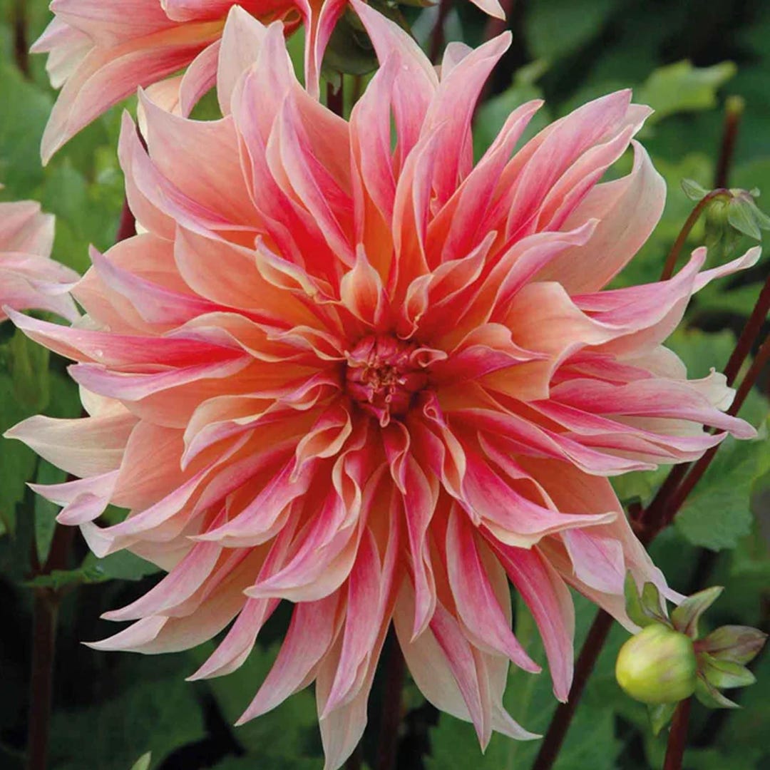 40+ Seeds| Labyrinth Dahlia Seeds - Giant Dinnerplate - Perennial ...