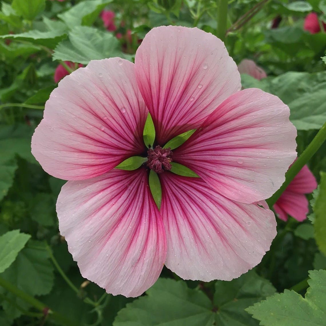 Malope Trifida Seeds – Dwarf Rose Mallow – Pink Magenta Annual Flowers ...