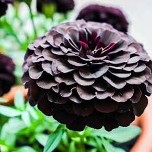 25+ Hybrid Black Marigold Seeds – Deep Maroon to Black Blooms, Unique ...