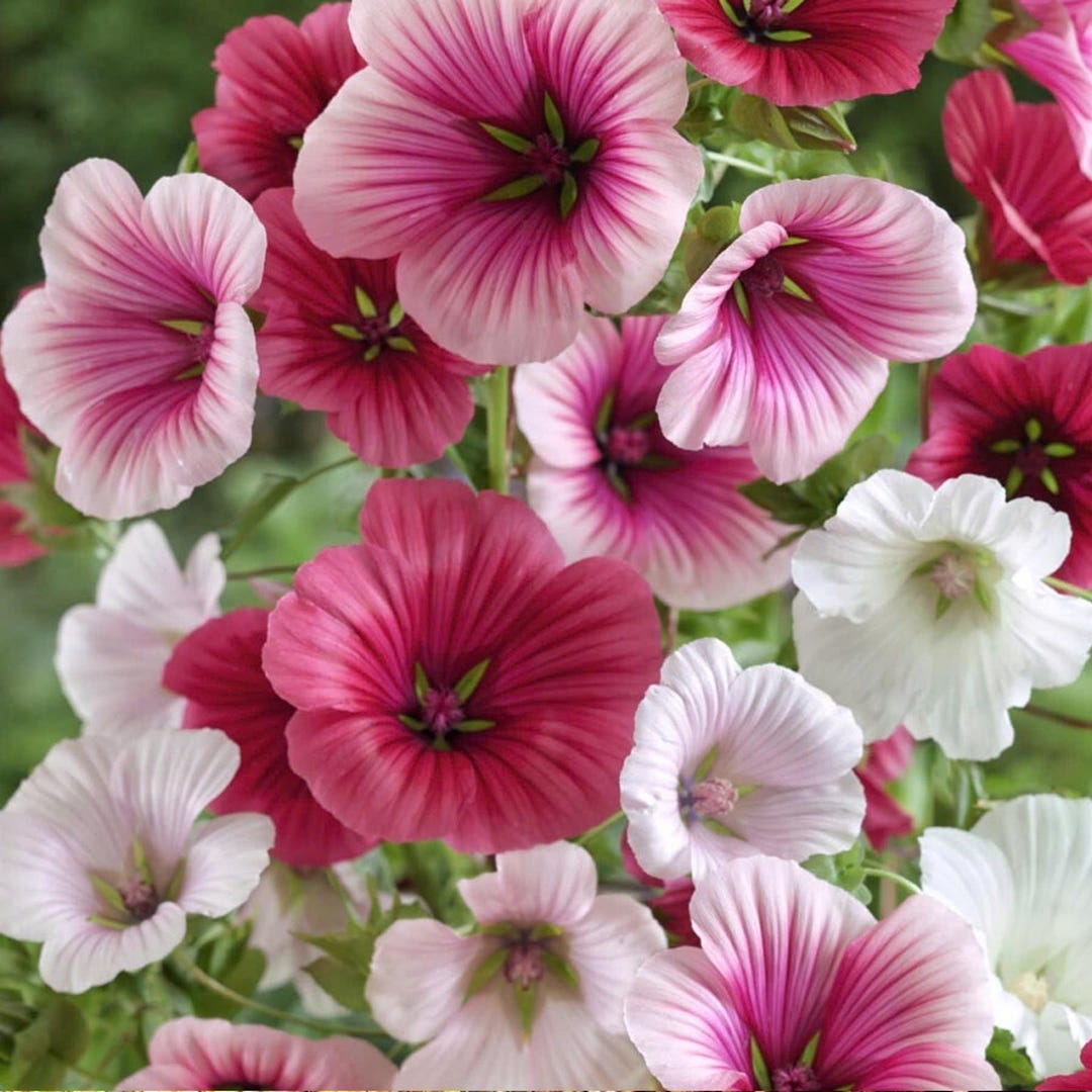 Malope Trifida Seeds – Dwarf Rose Mallow – Pink Magenta Annual Flowers ...