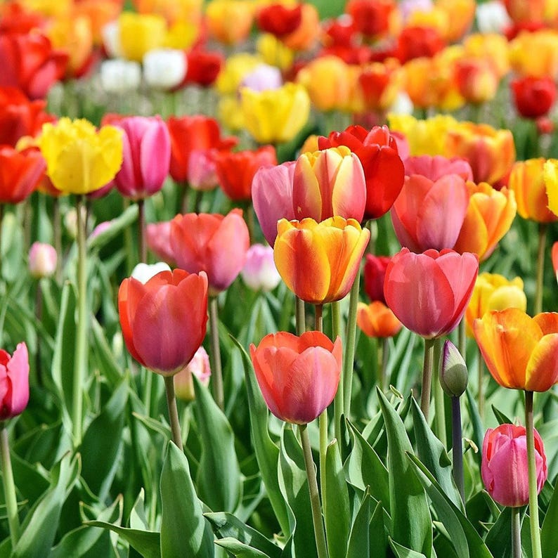 20 Tulip Spring Bulb Mix Red Yellow White and More! - Etsy