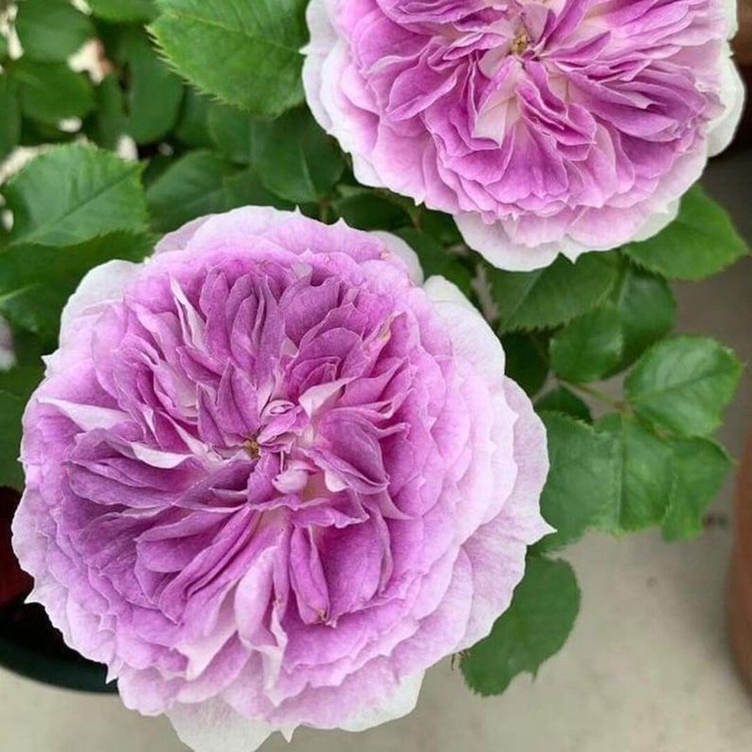 30+ Blue Moonstone Rose Seeds, Rare Blue Rose, Elegant Garden Flower ...