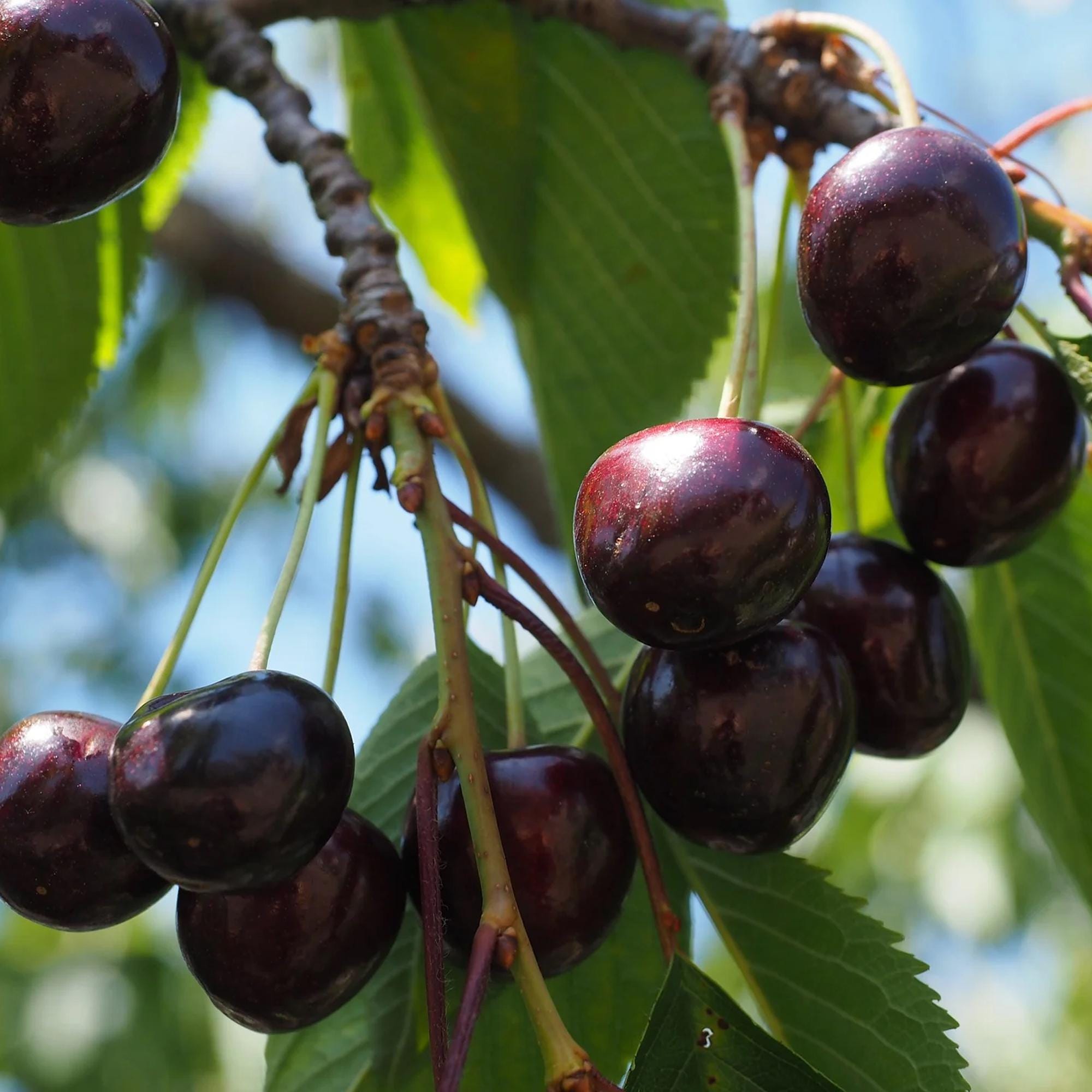 50+ Black Cherry Seeds | Sweet Dark Cherry Tree With Juicy Deep Purple ...