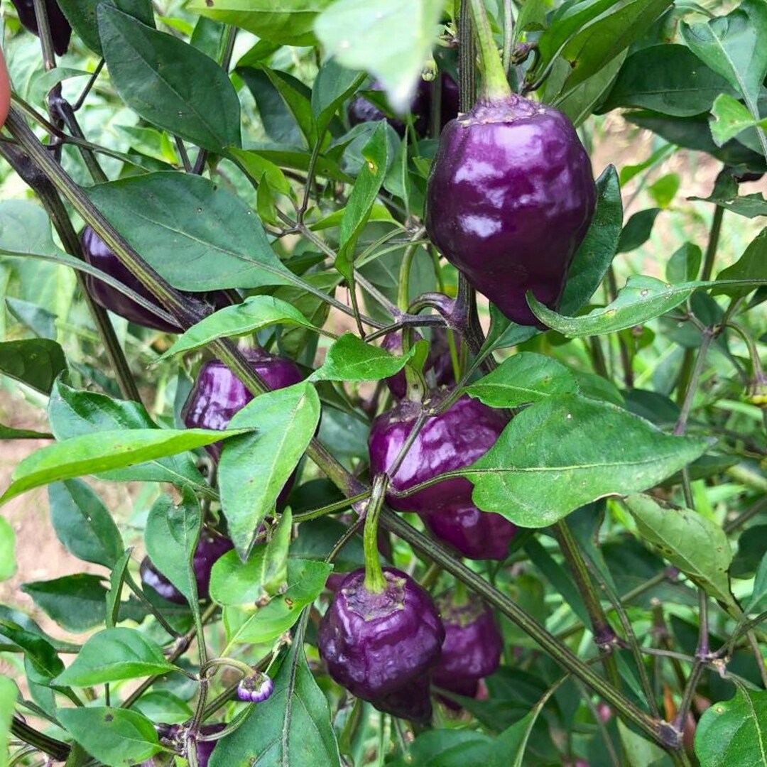 15 Seeds | Purple UFO Pepper Seeds – Rare Heirloom Hot Peppers ...