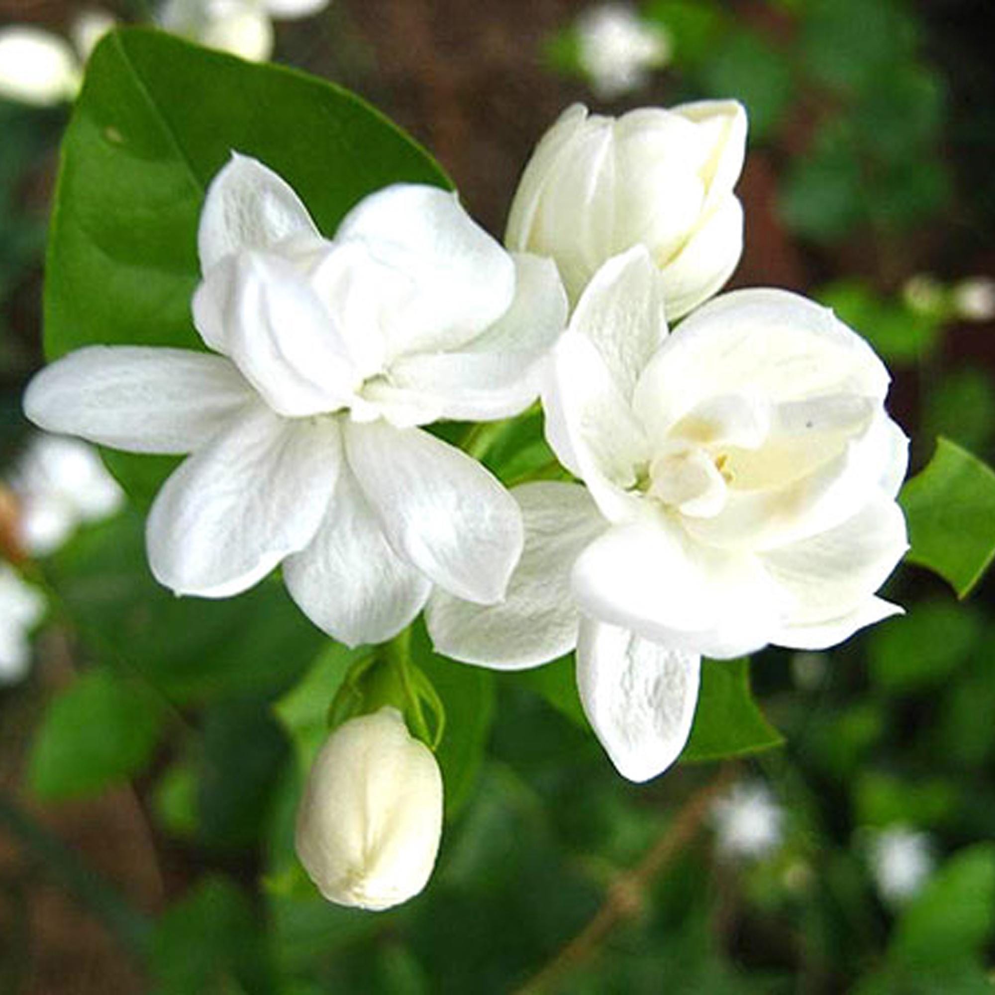12 Jasmine Fragrant Seeds | Exotic Highly Scented Climbing Vine ...