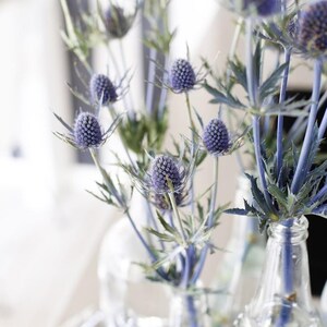 25 Blue Star Seeds | Amsonia Tabernaemontana – Hardy Native Perennial ...