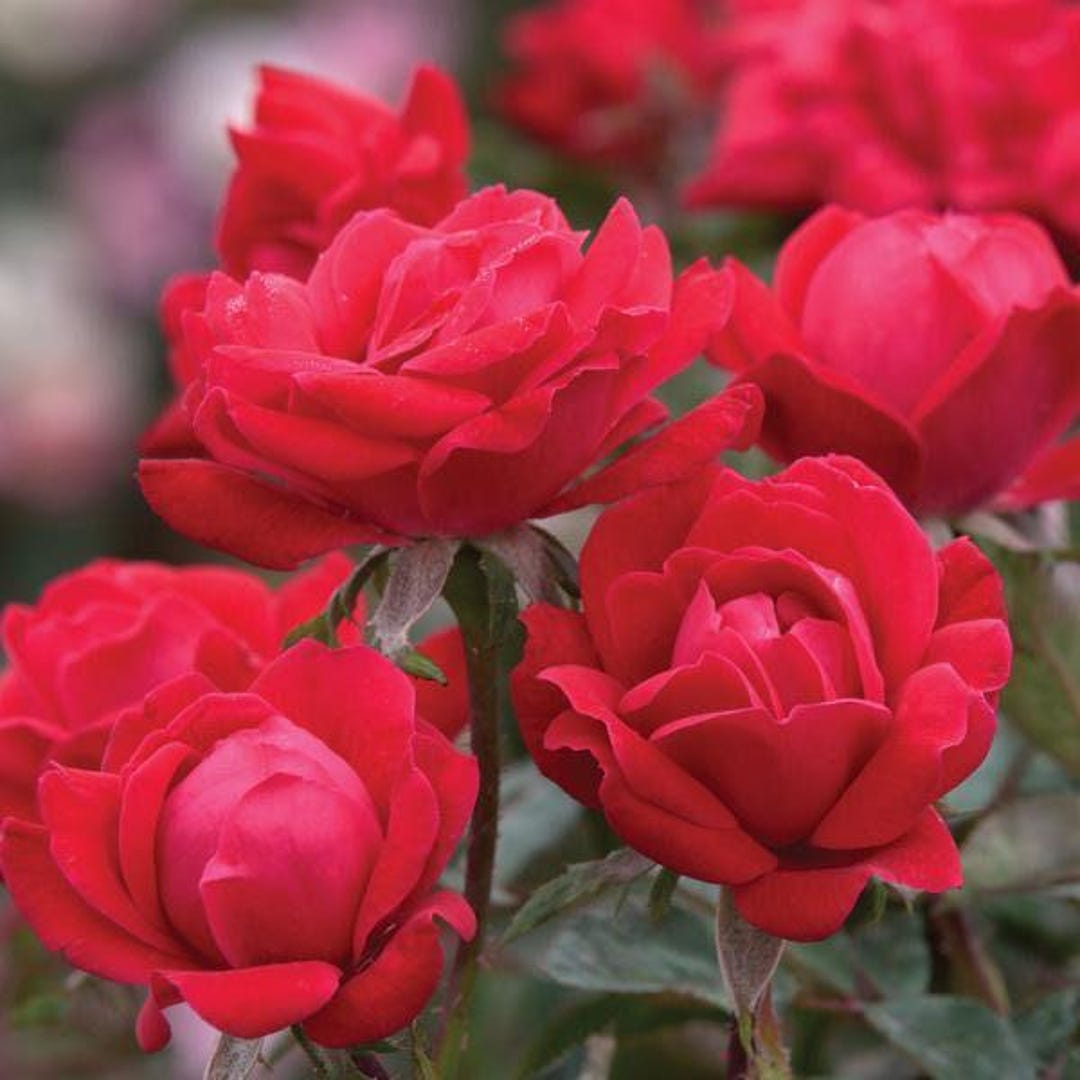 30 Seeds | Cherry Red Double Knockout Rose Seeds - Hardy Perennial ...