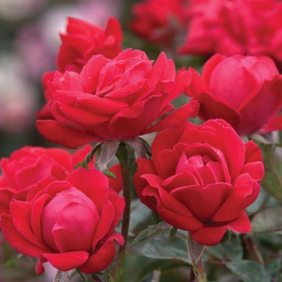 30 Seeds | Cherry Red Double Knockout Rose Seeds - Hardy Perennial ...
