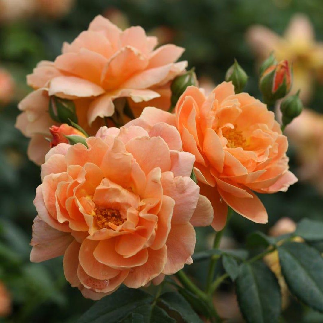 30+ Peach Drift Rose Seeds, Soft Peach Groundcover Rose, Fragrant ...