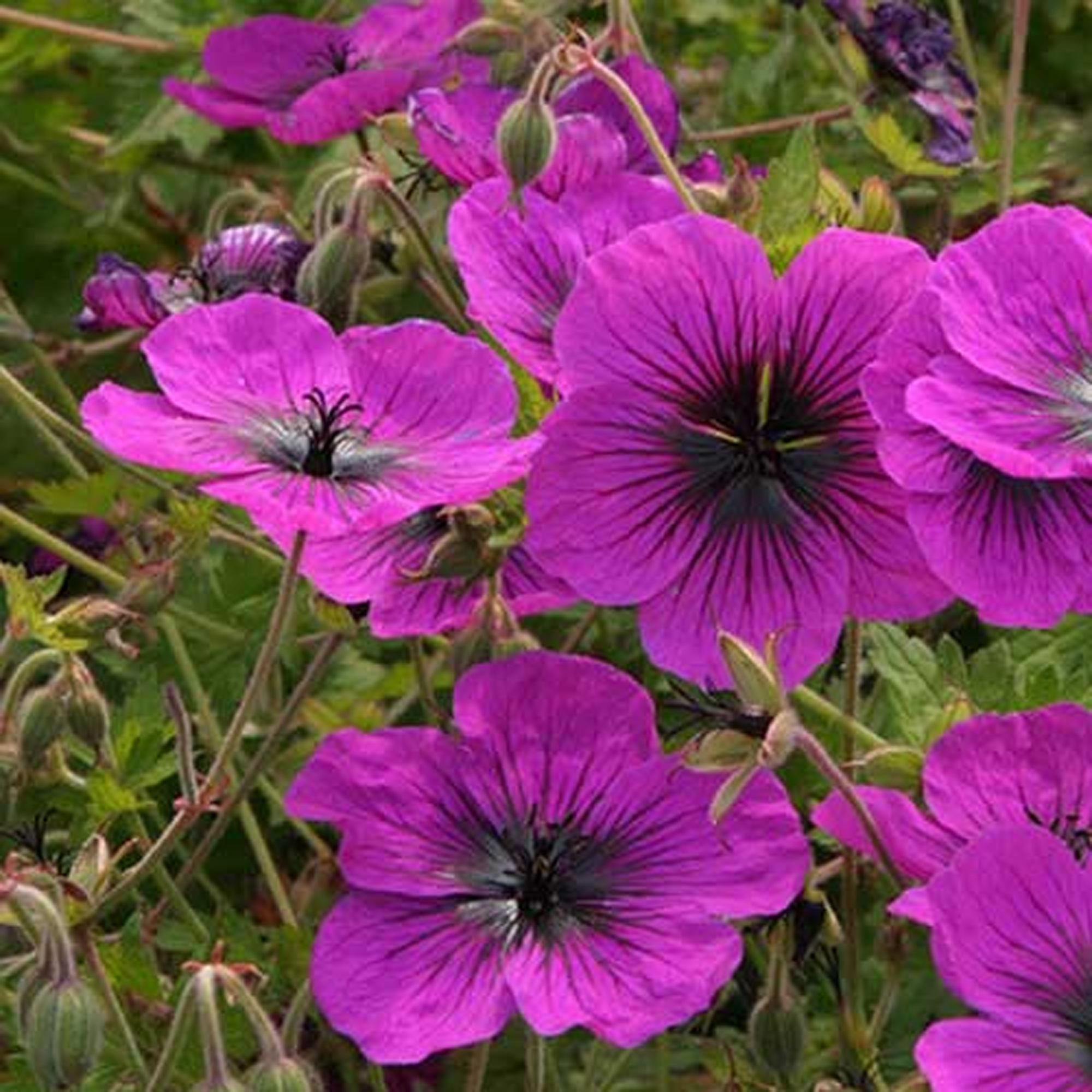 100+ Geranium Dragonheart Seeds | Rare Deep Magenta Hardy Geranium ...