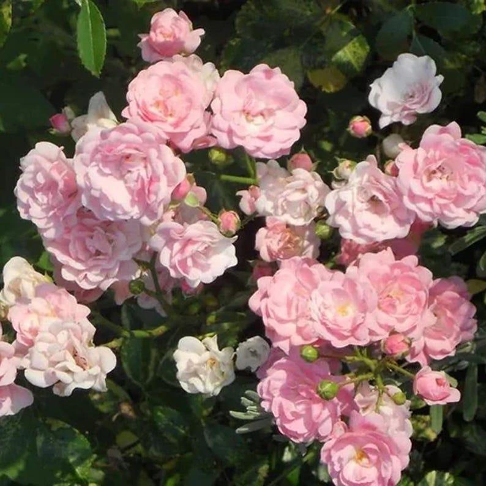 30+ Dongmei Rose Seeds, Rare Chinese Heritage Rose, Fragrant Perennial ...