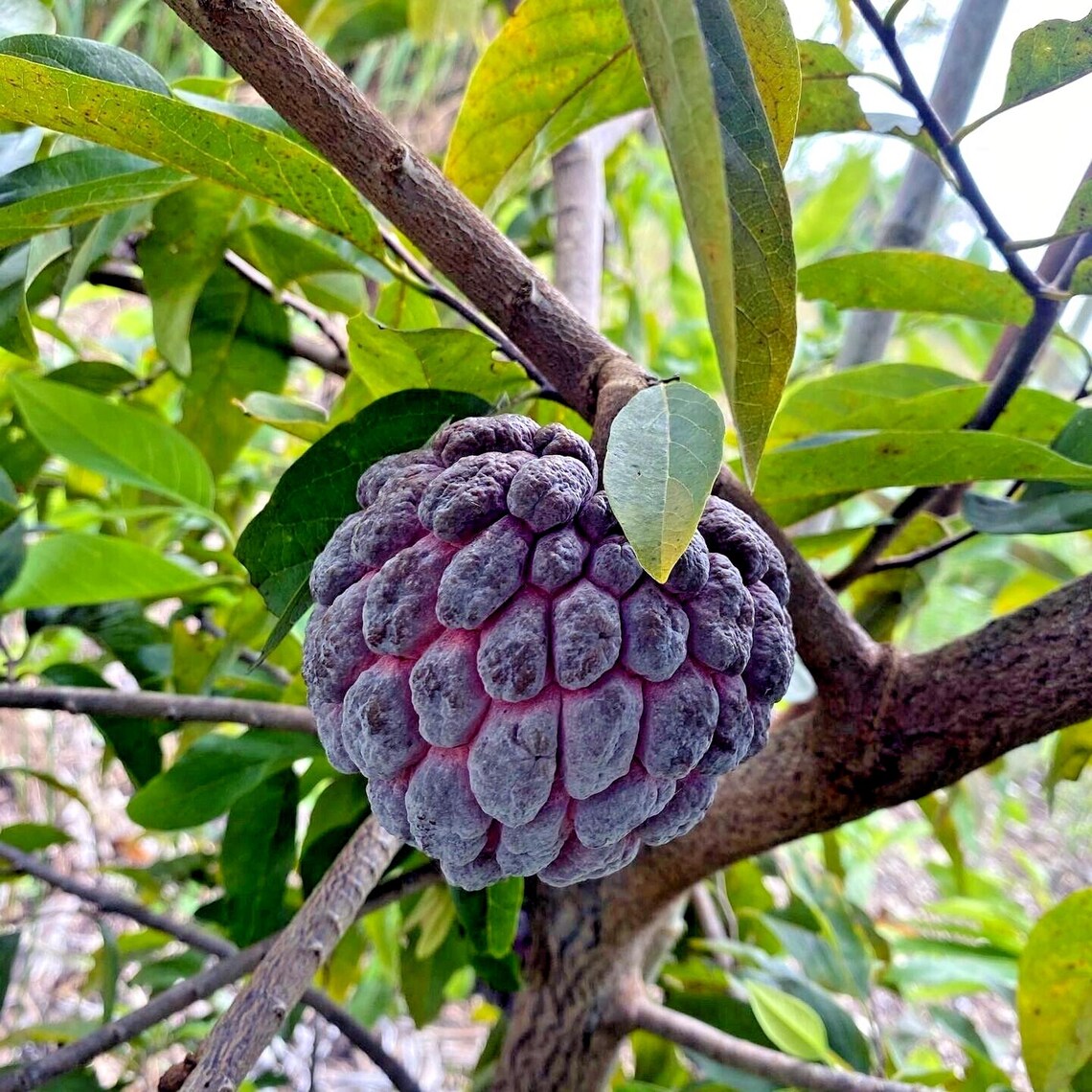 10+ Seeds | Thai Purple Sugar Apple Seeds – Tropical Fruit Tree, Sweet ...