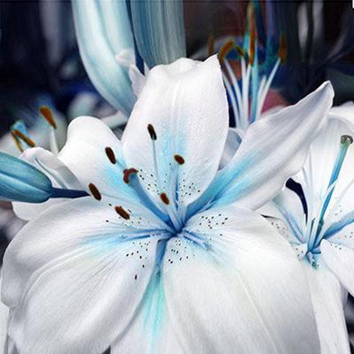 45 Blue Lily Seeds | Water Garden Flower | Hardy Pond Plant | Aquatic ...