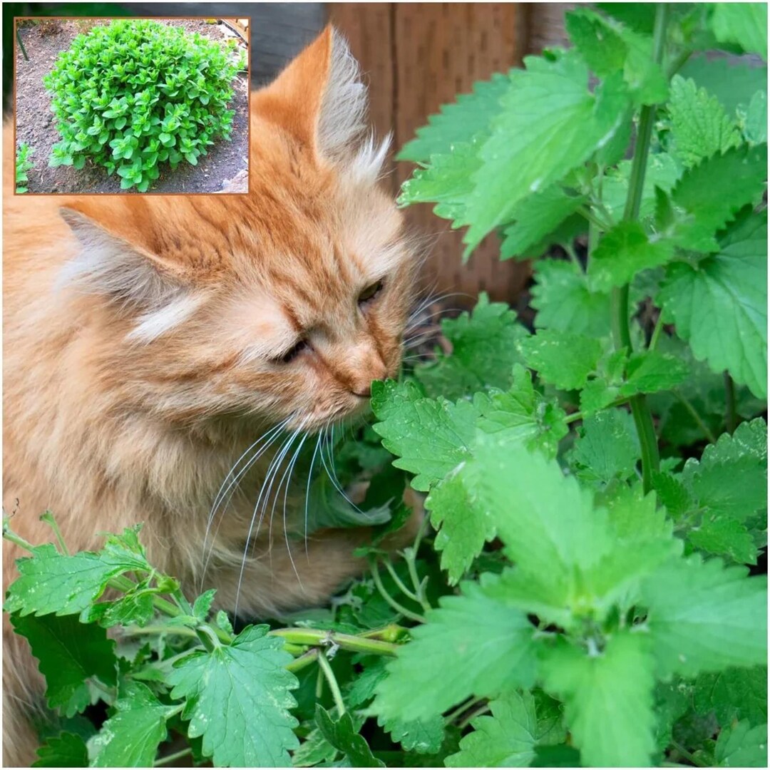 Catnip Seeds - Heirloom Cat Herb Seeds for Gardens & Pots - Attracts ...
