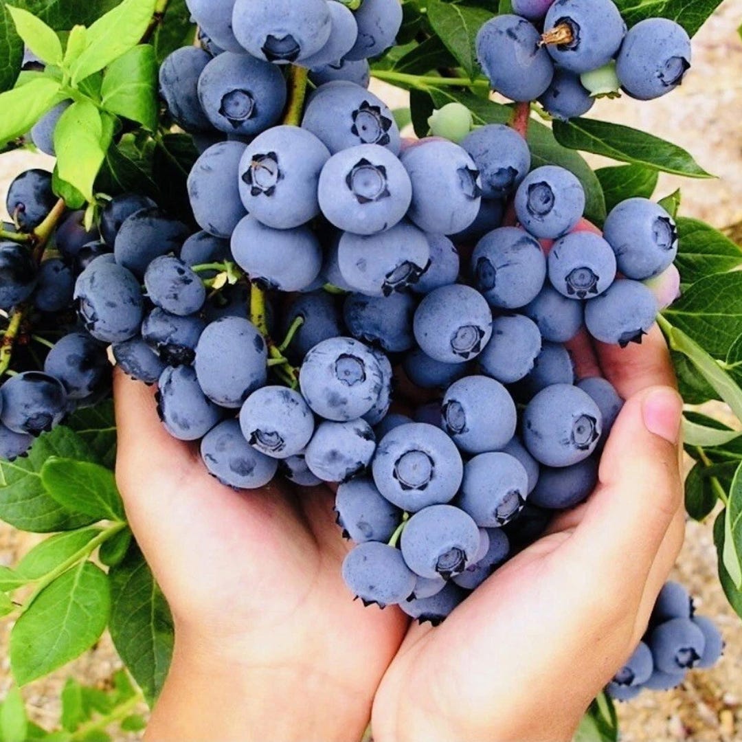 1000 Seeds | Blueberry Fruit Seeds, Edible Berry Plant for Home Garden ...