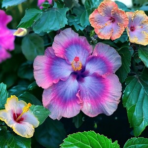 30 Multicolor Hibiscus Seeds – Tropical Flower Mix With Bold, Vibrant ...