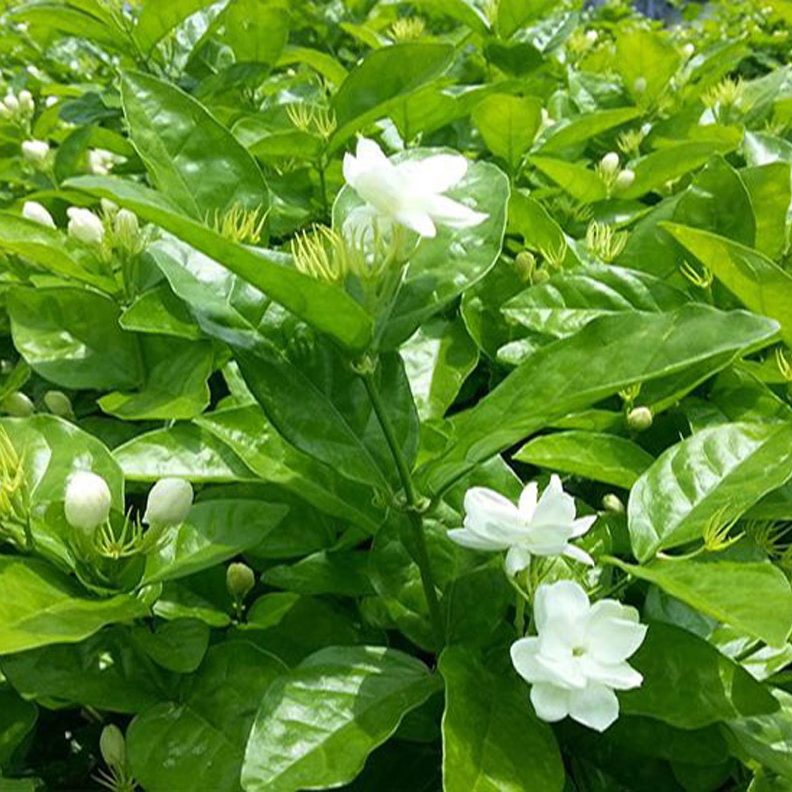 12 Jasmine Fragrant Seeds | Exotic Highly Scented Climbing Vine ...