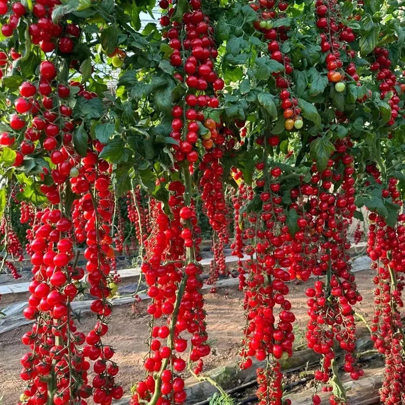 100 Waterfall Tomato Seeds – Small Red Cherry Variety, High-yield ...