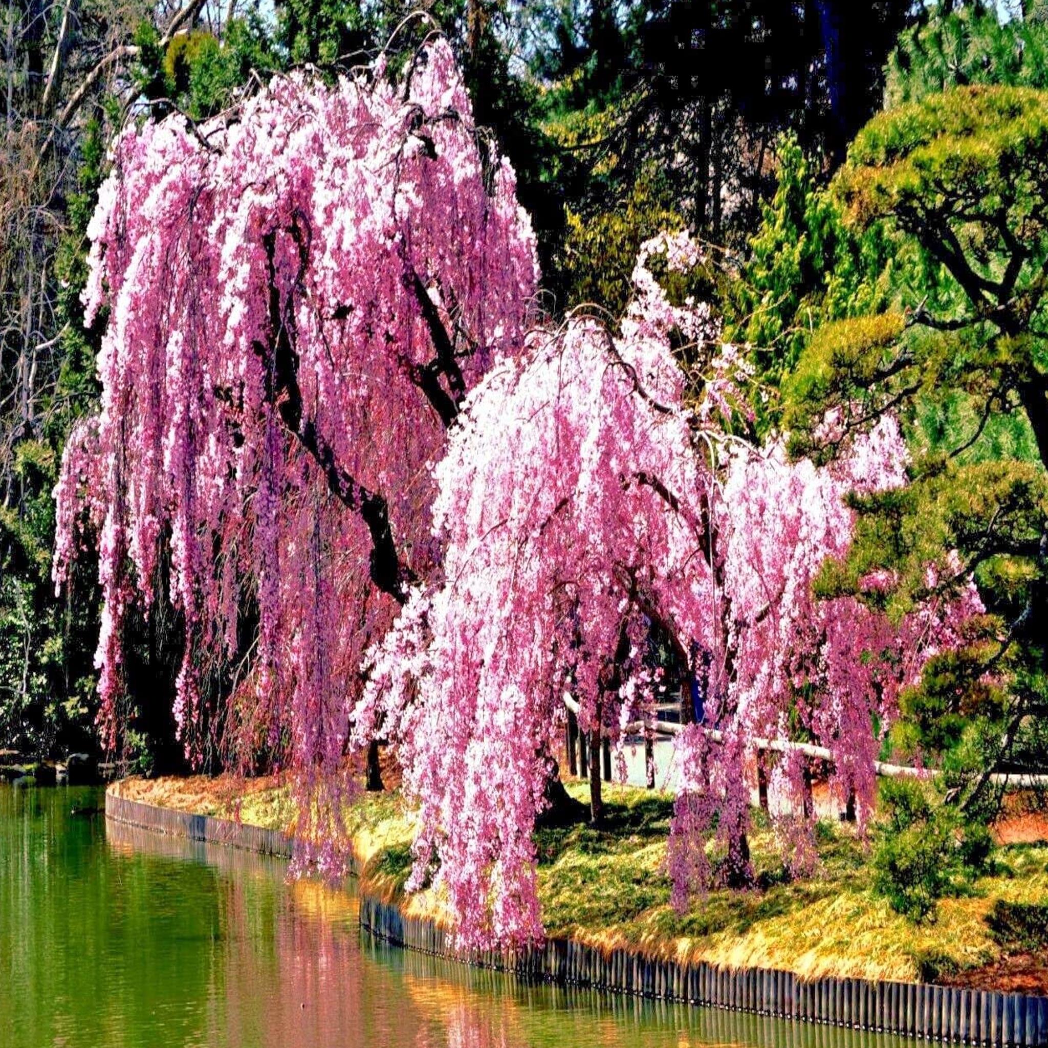 5 Japanese Sakura Cherry Blossom Seeds | Prunus Sargentii, Pink ...