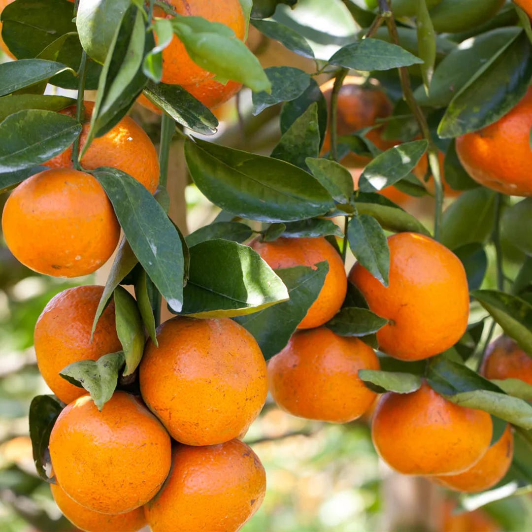 25 Seeds – Orange Tree Bonsai – Mini Citrus Tree – Indoor & Outdoor ...