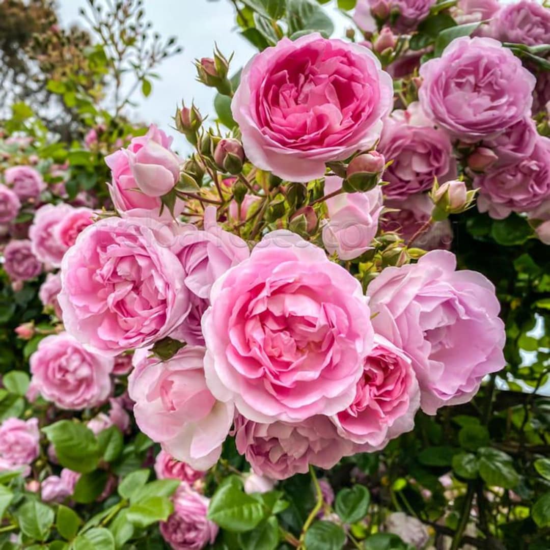 25+ Jasmina Climbing Rose Seeds, Fragrant Pink Climber Rose, Romantic ...