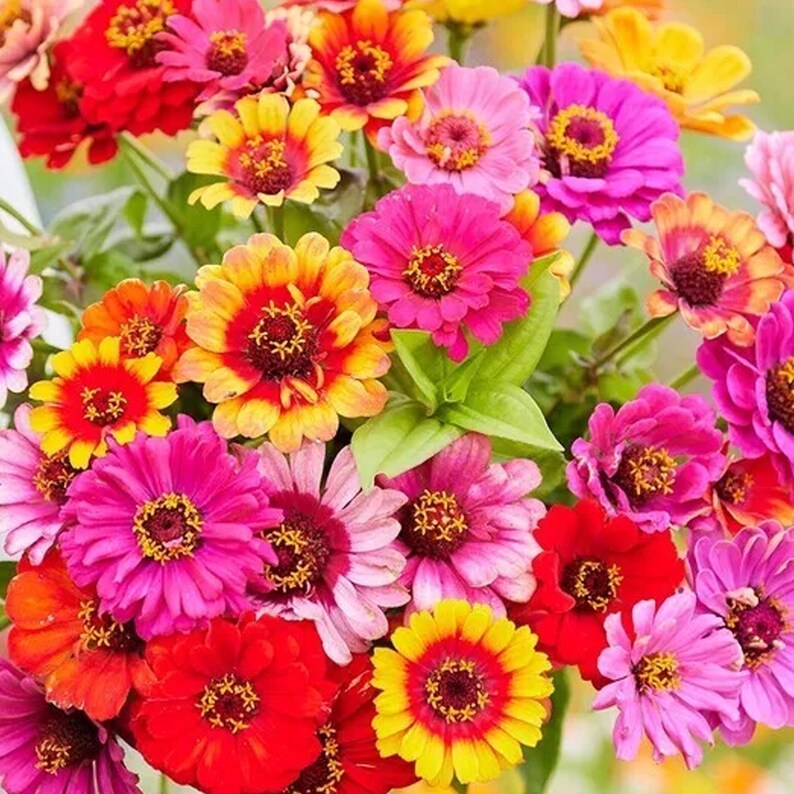 500 Seeds – Zinnia Tall Mix – Landscaper’s Pack – Heirloom Colorful ...