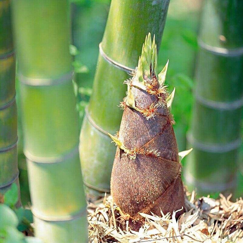 Giant Bamboo for Planting - Etsy