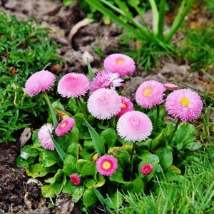 200 Seeds | English Daisy Seeds (bellis Perennis), Heirloom Perennial ...