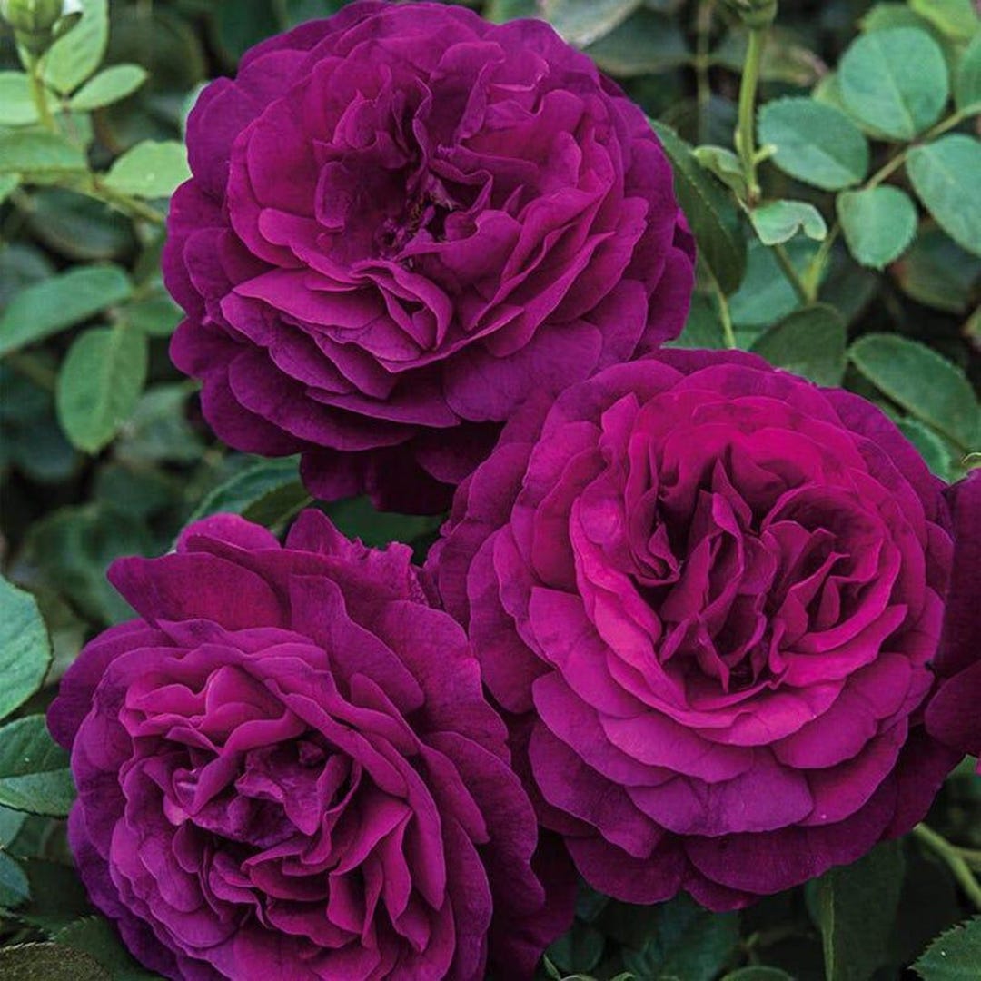 30 Seeds| Twilight Rose Seeds, Rare Purple Pink Rose Seeds for Garden ...