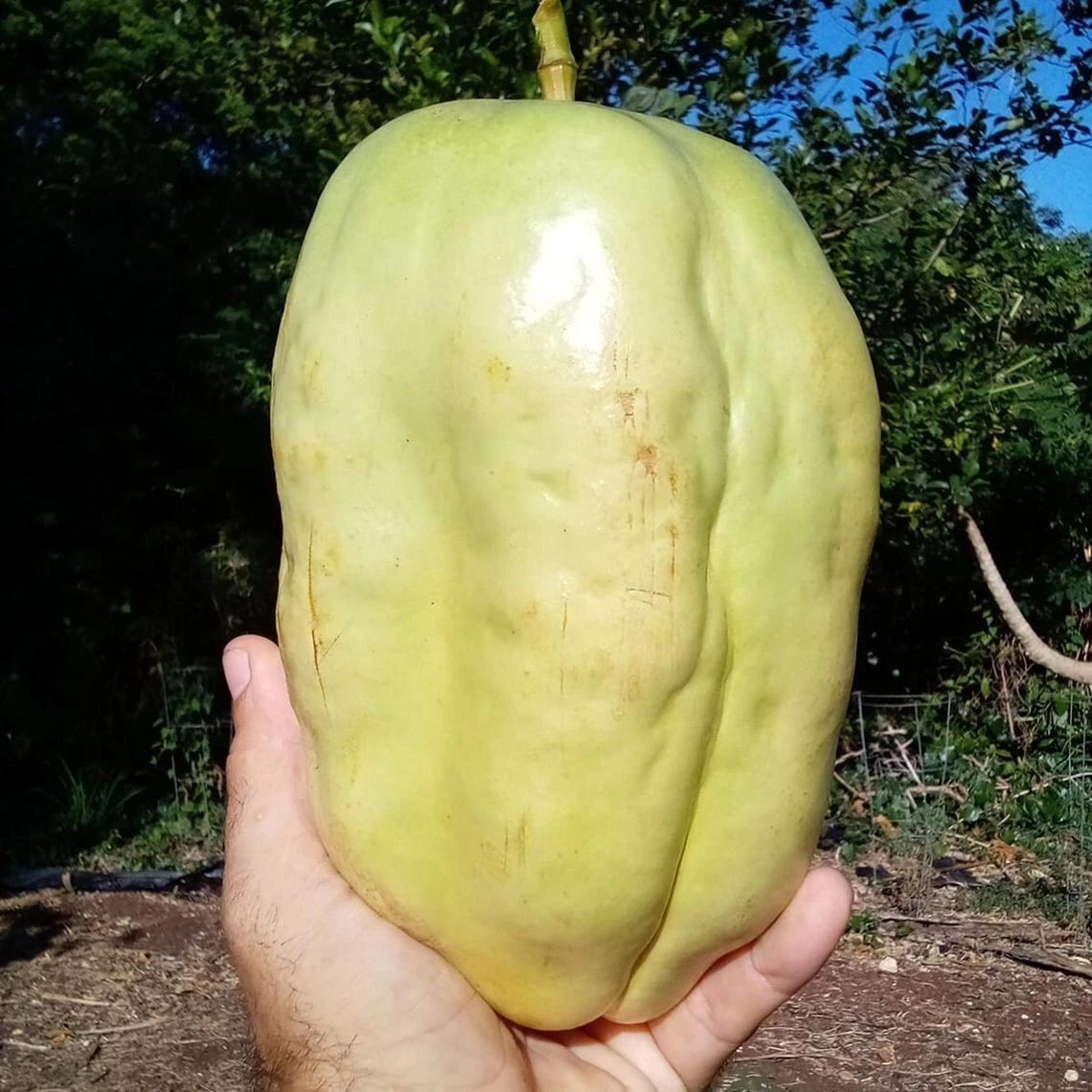 10 Giant Granadilla Seeds | Special Tropical Passionfruit Vine With ...