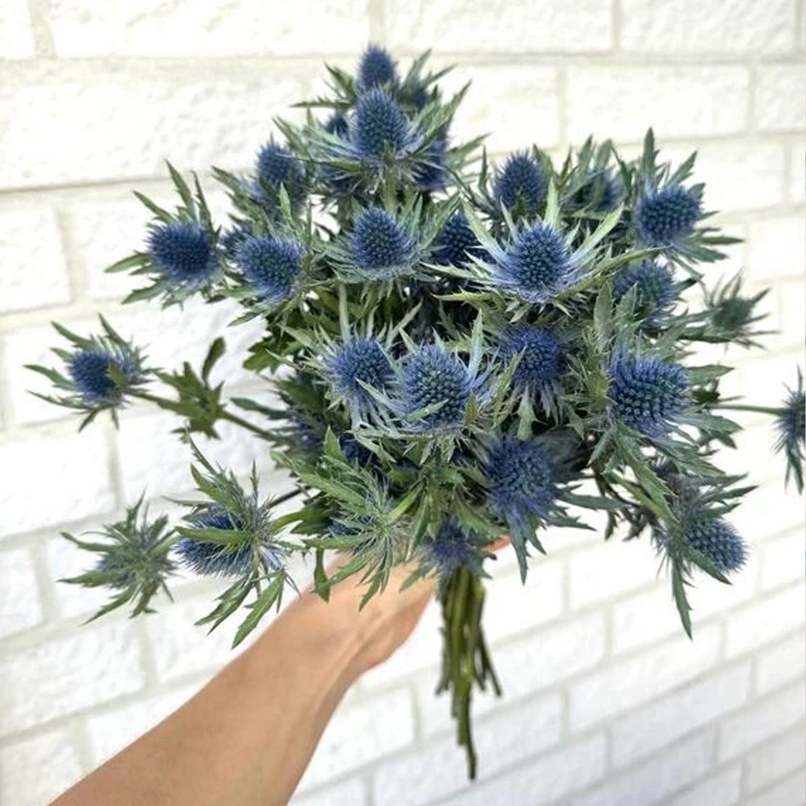 25 Blue Star Seeds | Amsonia Tabernaemontana – Hardy Native Perennial ...