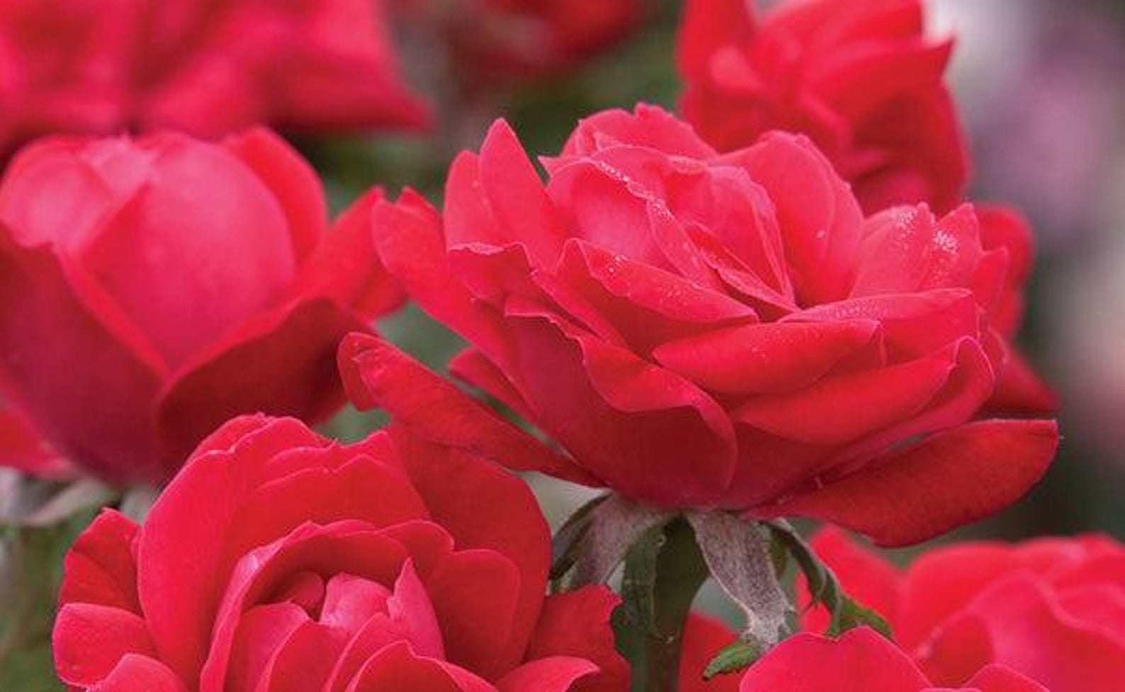 30 Seeds | Cherry Red Double Knockout Rose Seeds - Hardy Perennial ...