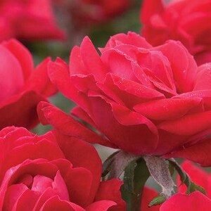 30 Seeds | Cherry Red Double Knockout Rose Seeds - Hardy Perennial ...