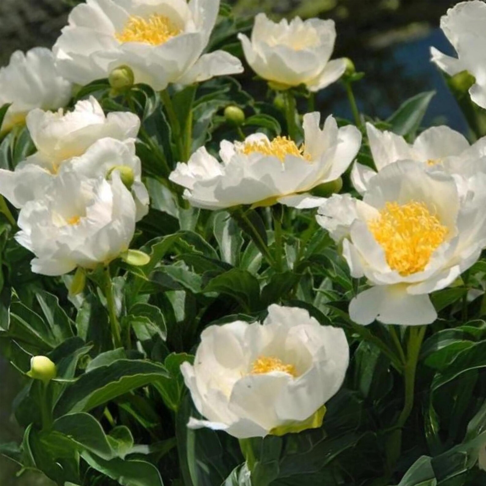 10+ Rare Seeds | Joker Peony – Two-tone Pink & White Blooms, Fragrant ...