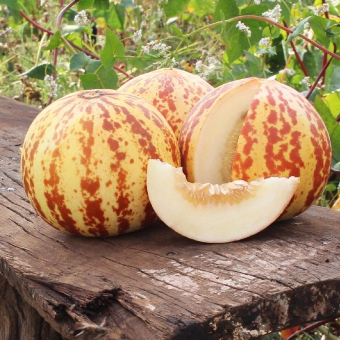 20 Tigger Melon Seeds – Fragrant Striped Mini Melon – Rare Heirloom ...
