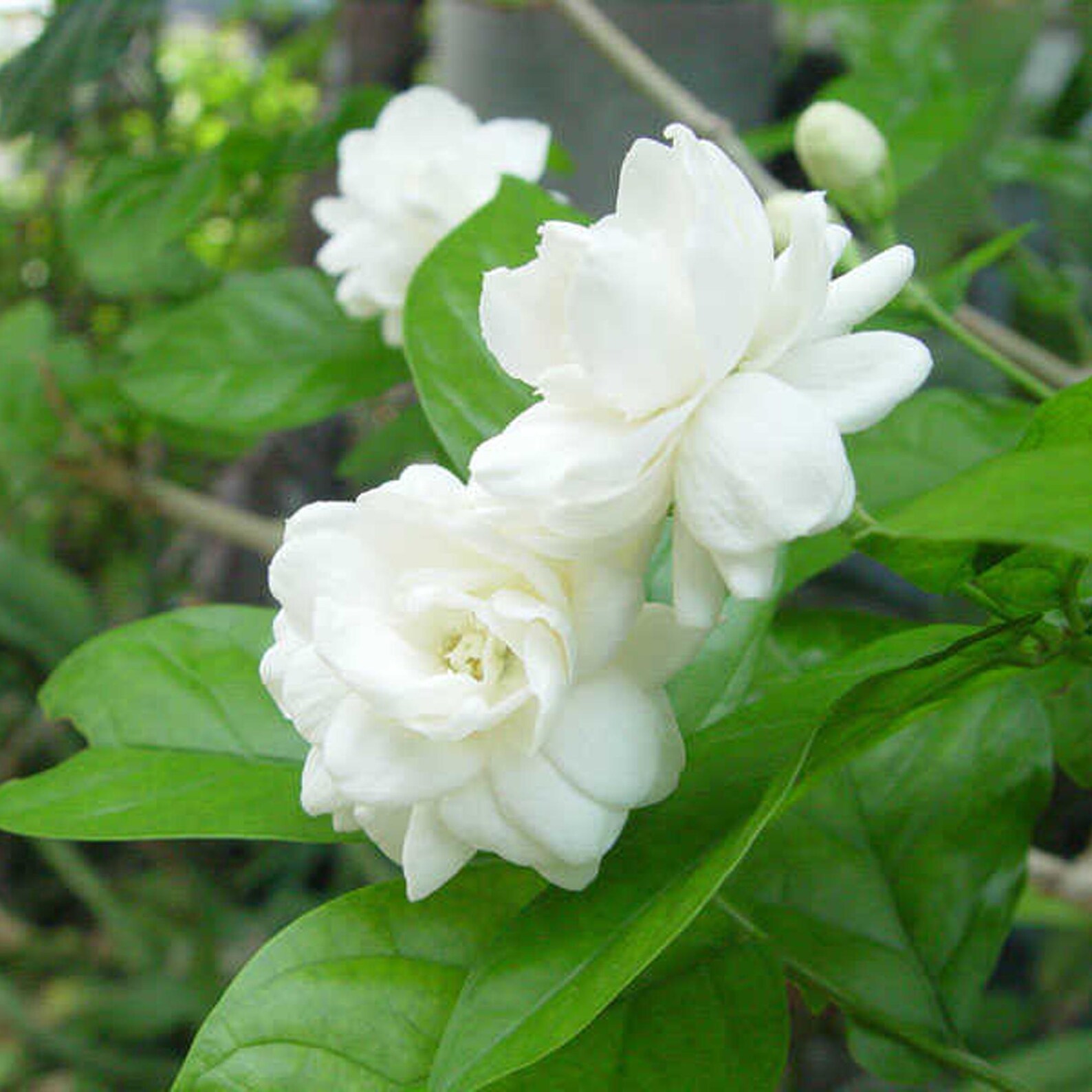 12 Jasmine Fragrant Seeds | Exotic Highly Scented Climbing Vine ...